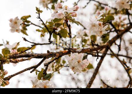 Apple tree, April, spring, Easter, outdoor, apple blossom Stock Photo ...