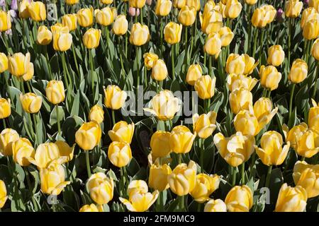 Tulipa 'Jaap Groot' Darwin hybrid tulip Stock Photo - Alamy