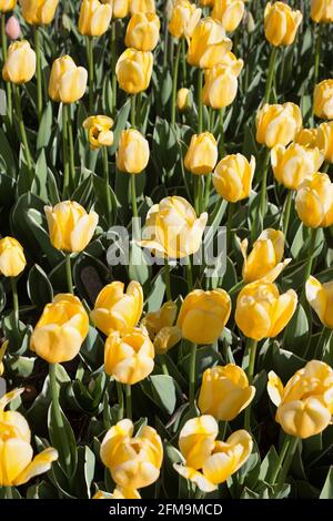 Tulipa 'Jaap Groot' Darwin hybrid tulip Stock Photo - Alamy