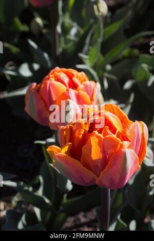 'Orange Princess' Double Late Tulip, Sen fylldblommig tulpan (Tulipa ...