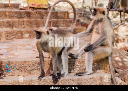 Langur monkey with a biscuit at Girnar Hill, Gujarat state, India Stock ...