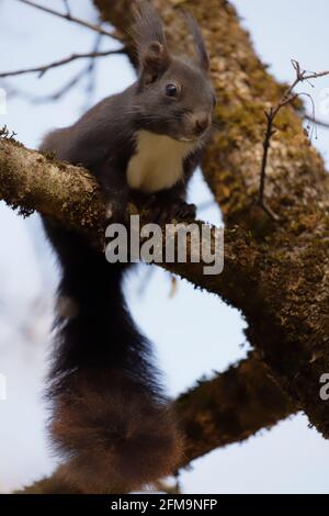 Squirrels in Munich, germany Stock Photo - Alamy