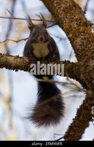 Squirrels in Munich, germany Stock Photo - Alamy