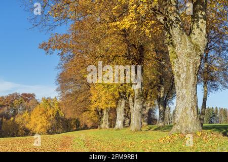 Lindenallee near Berg near Starnberg, Upper Bavaria, Bavaria, Southern ...