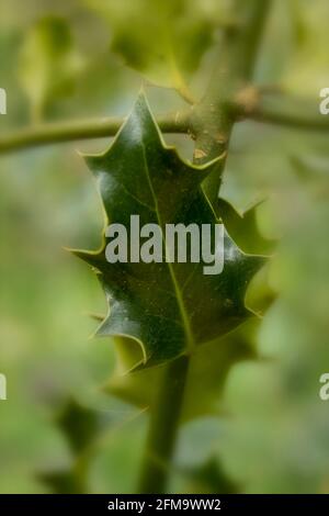 Single Holly berry (Aquifoliaceae Stock Photo - Alamy