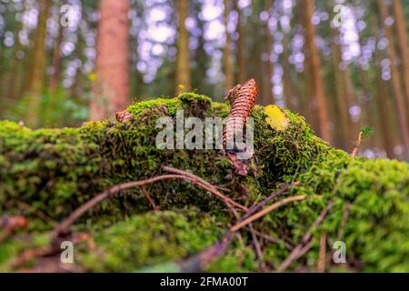 Mossy ground in a conifer forest Stock Photo - Alamy