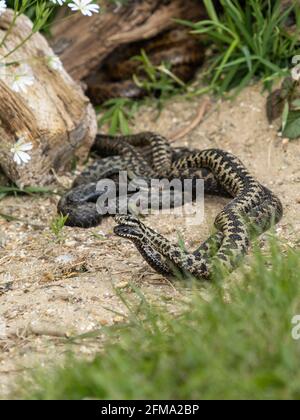 Adder Dance. Male Adders Dacing / Fighting for Dominace Stock Photo - Alamy
