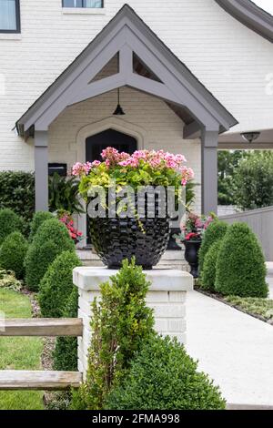 Potted geraniums bloom in front of a starry night sky on the balcony of ...