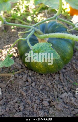 Nutmeg squash (Cucurbita moschata) in the vegetable patch Stock Photo ...