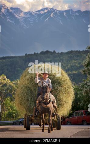 Farmer and horsedrawn cart, Gorno Draglishte, Razlog Municipality ...