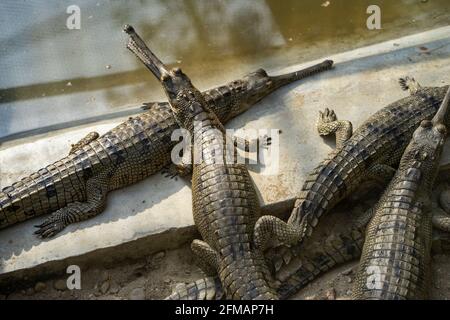Nepal, Chitwan National Park, Gharial (Gavialis gangeticus) enclosures ...