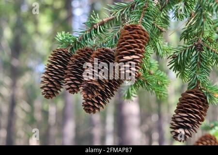 Closeup photo of green needle spruse tree with cones Stock Photo - Alamy