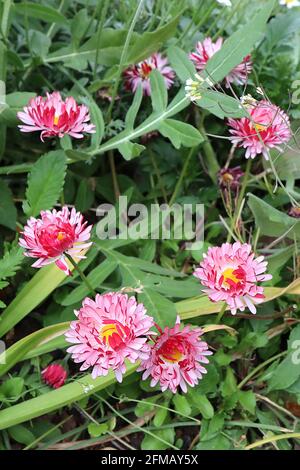 Bellis perennis ‘Bam Bam Red’ Double daisy – bicolored flowers with red ...