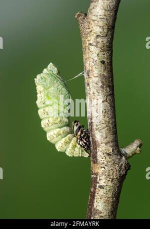 Pupation, transformation of the caterpillar into a chrysalis ...