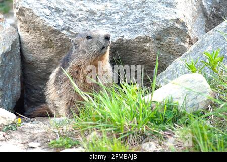 Marmot on rock Stock Photo - Alamy