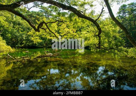 Panoramic view of Goshiki-numa lake in Nishikawa-machi, Yamagata ...