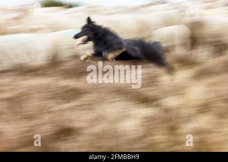 Sheepdog, yellow cheek, German shepherd, dog Stock Photo - Alamy