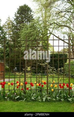 flowering tulips. Beautiful flowers. Spring season. gardening Stock ...