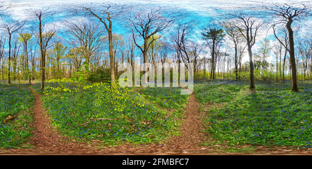 360° view of Micheldever woods in Springtime - Alamy