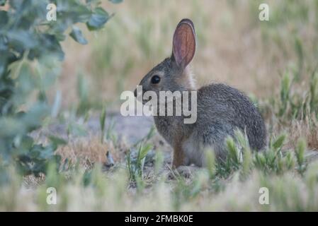 At the San Luis National Wildlife refuge in the Central Valley of ...