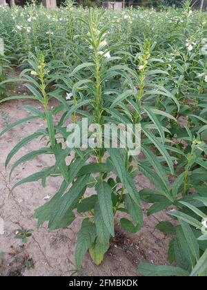 Sesame seed Farm, Sesamum crops growing in green farmland, Till ...