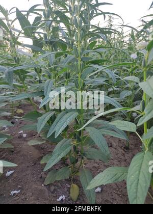 Sesame seed Farm, Sesamum crops growing in green farmland, Till ...