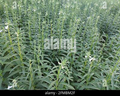 Sesame seed Farm, Sesamum crops growing in green farmland, Till ...