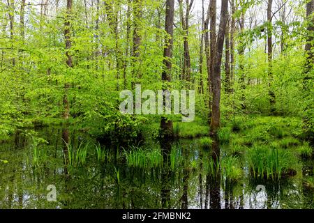 Water logged flooded swamp land in Swedish Forest Stock Photo - Alamy