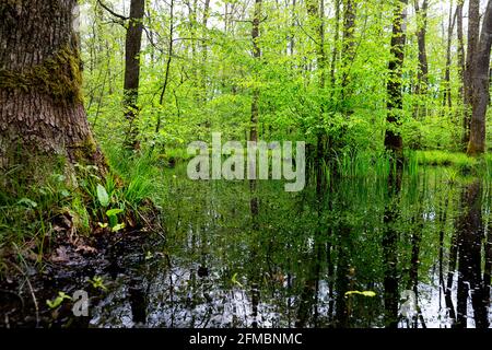 Water logged flooded swamp land in Swedish Forest Stock Photo - Alamy