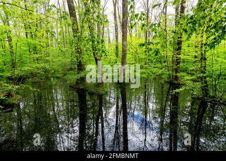 Water logged flooded swamp land in Swedish Forest Stock Photo - Alamy