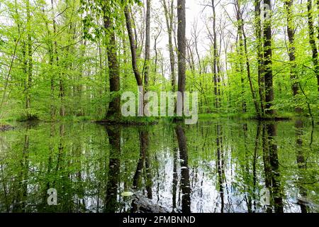 Water logged flooded swamp land in forest, Krakovo forest, Slovenia ...