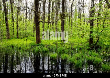 Water logged flooded swamp land in forest, Krakovo forest, Slovenia ...