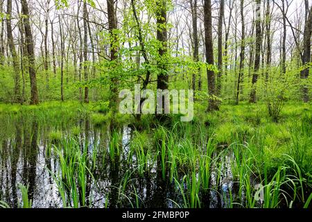 Water logged flooded swamp land in Swedish Forest Stock Photo - Alamy