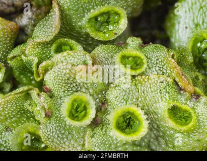 Liverwort, Gemma cups, Marchantia, thallus Stock Photo - Alamy