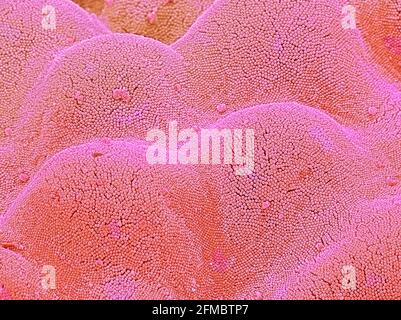 Small intestine microvilli. Coloured scanning electron micrograph (SEM ...