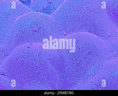 Small intestine microvilli. Coloured scanning electron micrograph (SEM ...