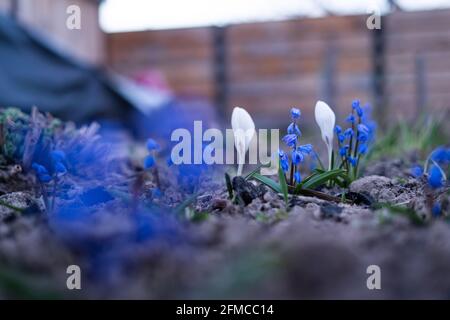 Small blue decorative bluebell flowers grow in home flower bed Stock ...