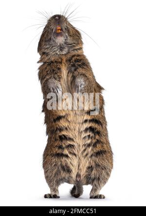 male degu standing up on hind legs photographed in a studio against a ...