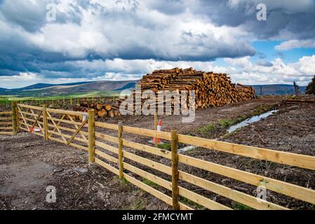 Stacks of forestry logs ready for collection, Cow Ark, Clitheroe ...