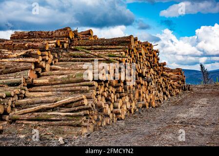 Stacks of forestry logs ready for collection, Cow Ark, Clitheroe ...