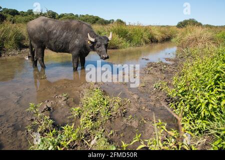 Asian water buffalo, Teifi Marshes, Welsh Wildlife Centre, Cilgerran ...