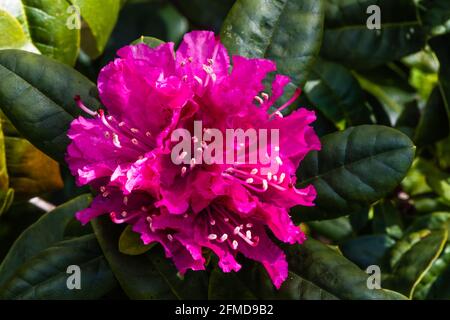 Rhododendron Rocket growing in a Country Garden Stock Photo - Alamy