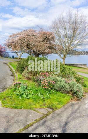 Spring flower bloom along the shoreline of Lake Washington in Seattle ...