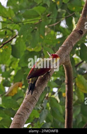 Crimson-winged Woodpecker (Picus puniceus observandus) adult female ...