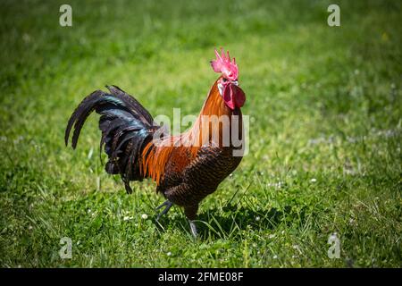 Goldbrakel, Goudbrakel rooster - a rare chicken breed from Belgium ...