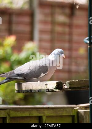 pigeon waiting for food Stock Photo - Alamy
