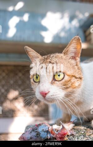 A stray cat enjoying a spot of lunch. Menu: FIsh Stock Photo - Alamy