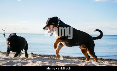 A closeup shot of rottweilers playing on a sandy beach on a sunny day ...
