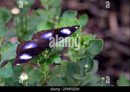 Tropical butterflies at Middleton Common Farm Butterfly Gardens Stock ...
