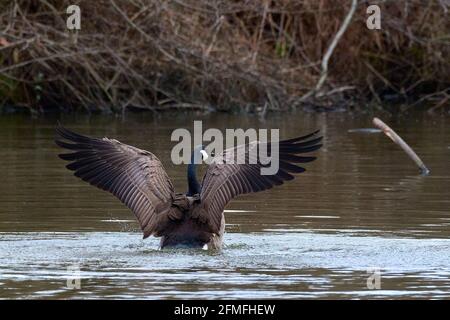 Making a splash ob Ditchling Common Pond Stock Photo - Alamy